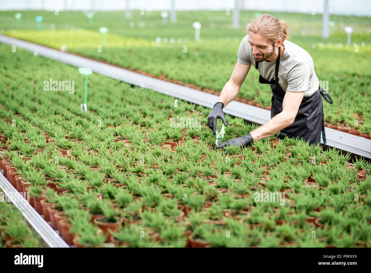 Caucasian professional garden worker trimming hi-res stock photography ...