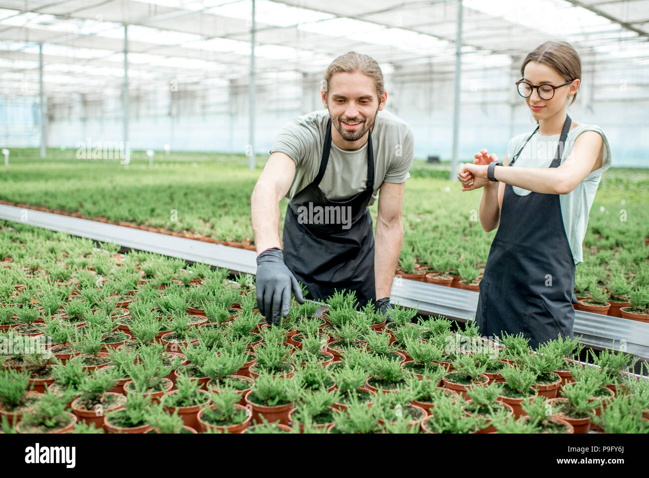 Workers in the greenhouse of plants production Stock Photo - Alamy