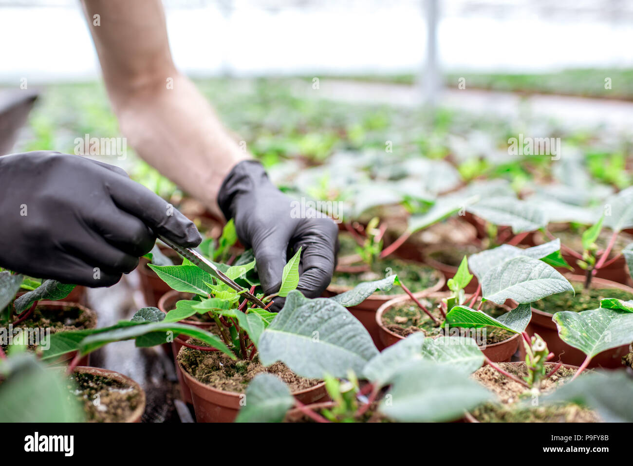 Cutting Stock Photos & Cutting Stock Images - Alamy