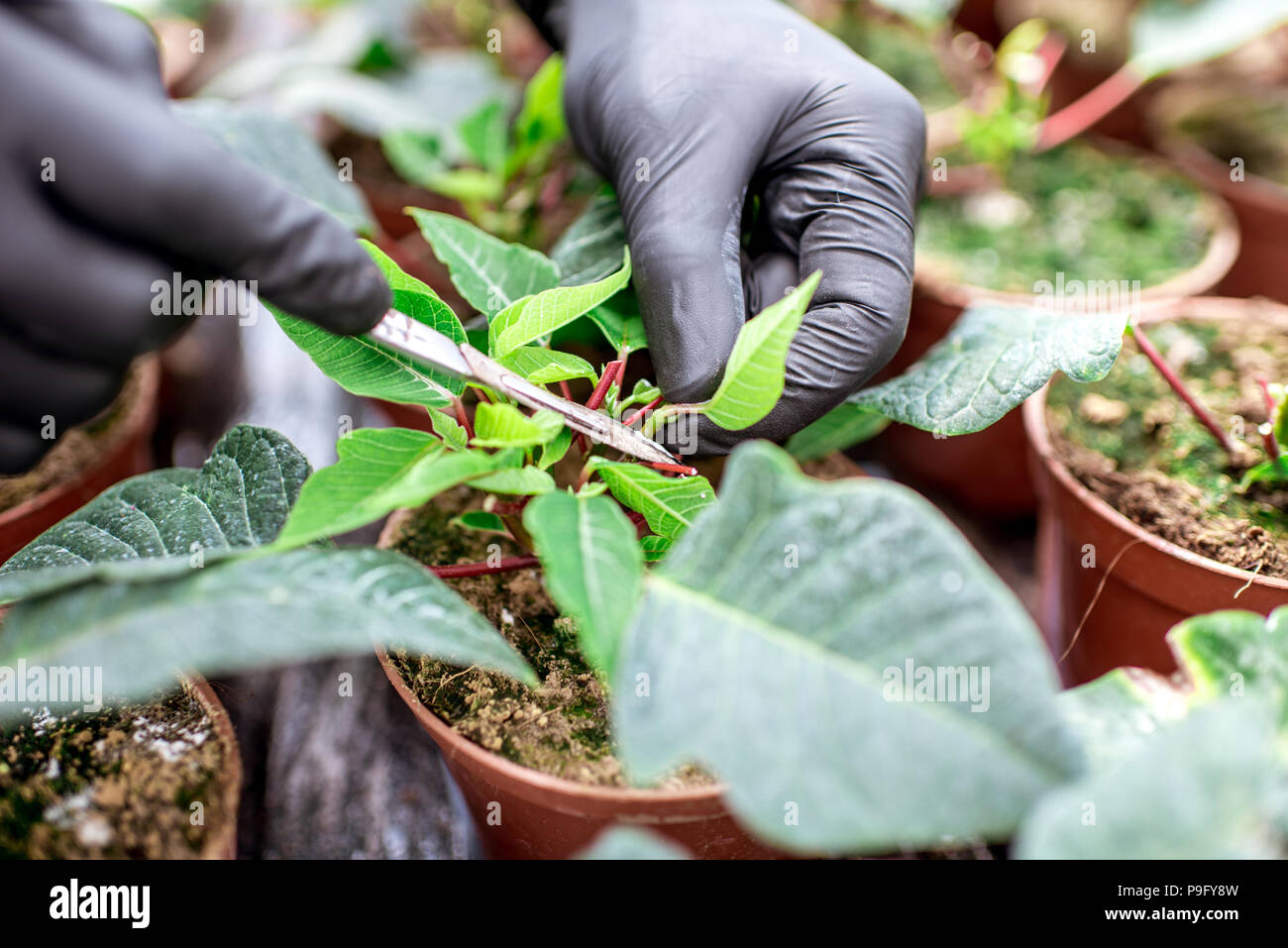 Cutting Stock Photos & Cutting Stock Images - Alamy