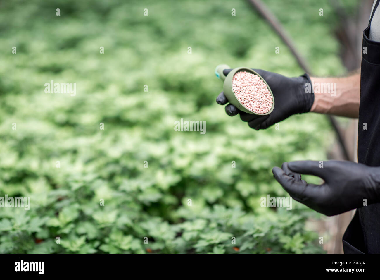 Fertilizing the plants Stock Photo - Alamy