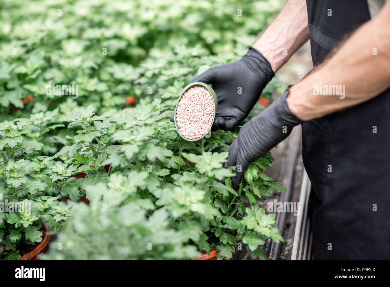 Fertilizing the plants Stock Photo - Alamy