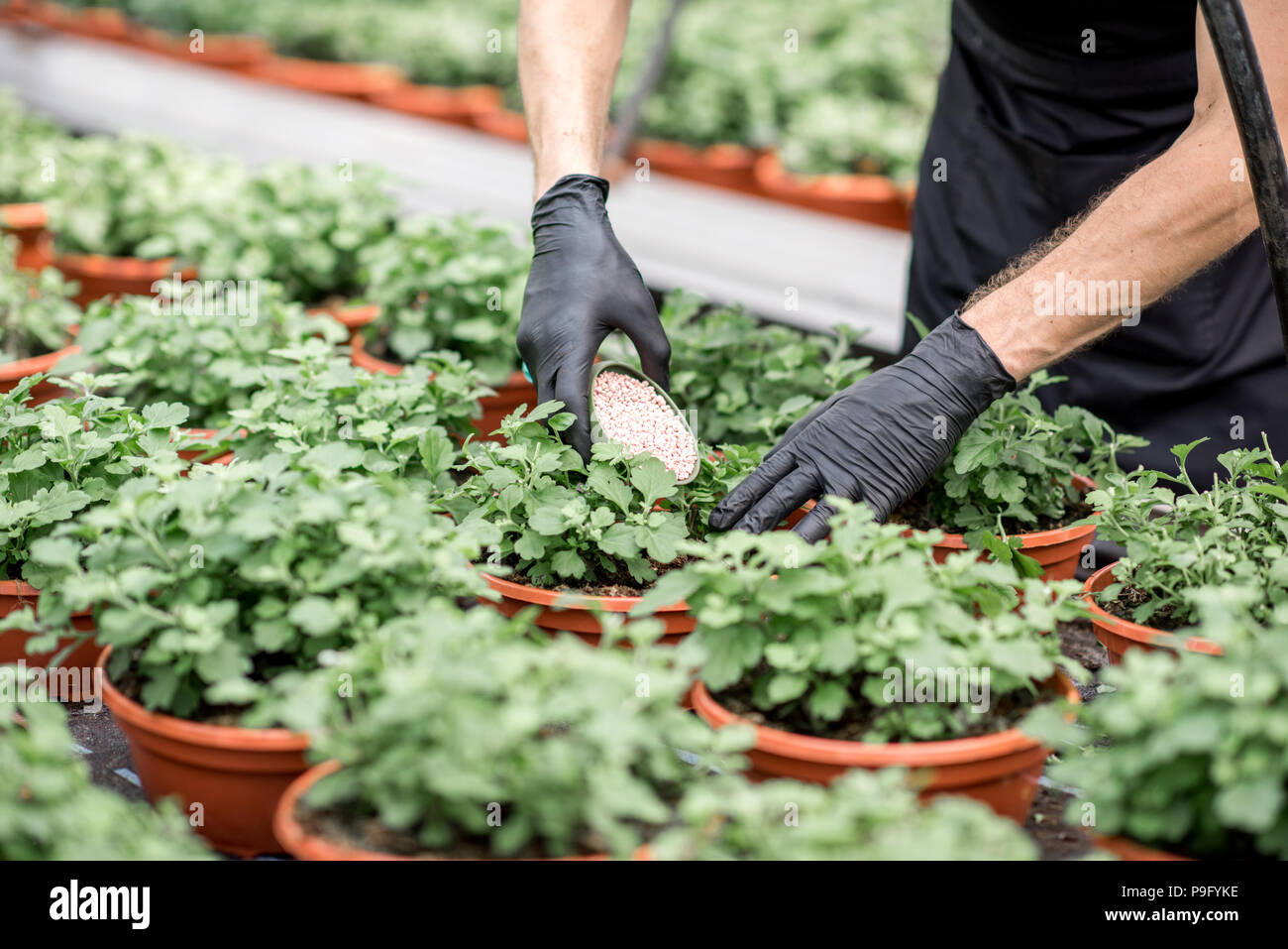Fertilizing the plants Stock Photo - Alamy