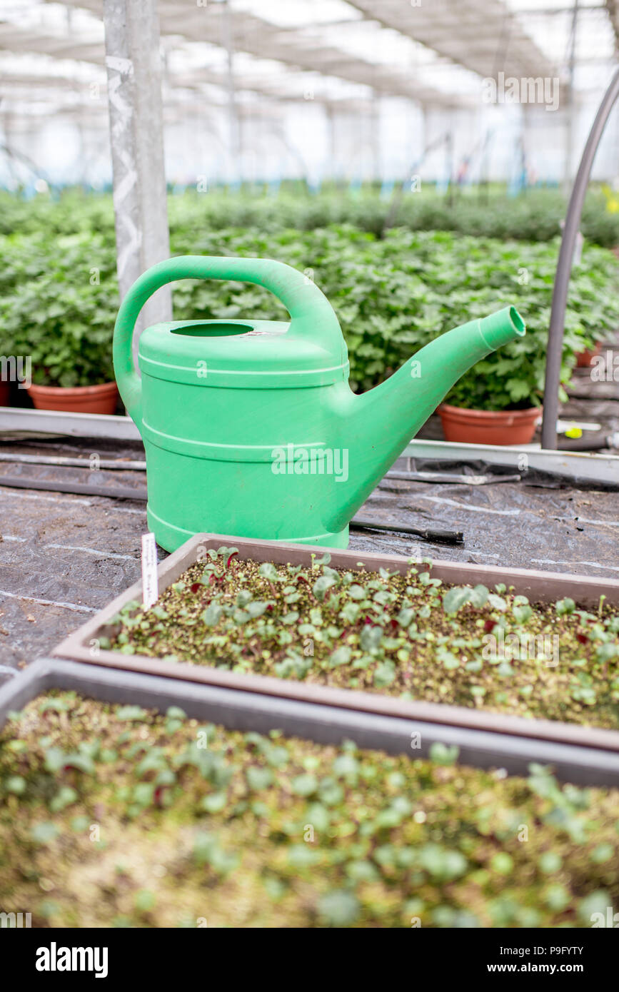 Green plants growing in the greenhouse Stock Photo - Alamy