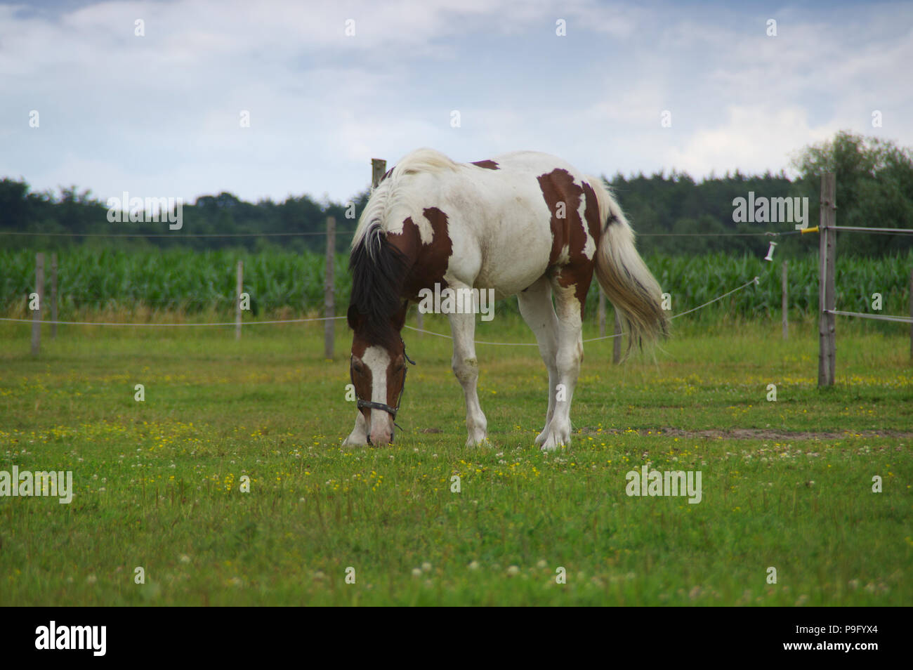 Pinto horse grazing on farm. Horse rolling on grass meadow Stock Photo ...