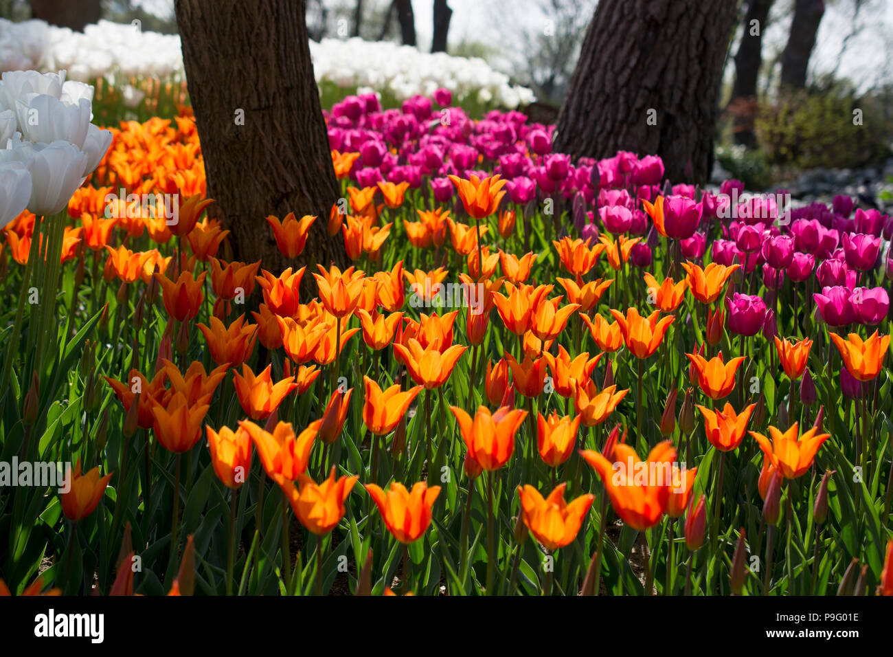 tulips of various colors in nature in spring time Stock Photo - Alamy