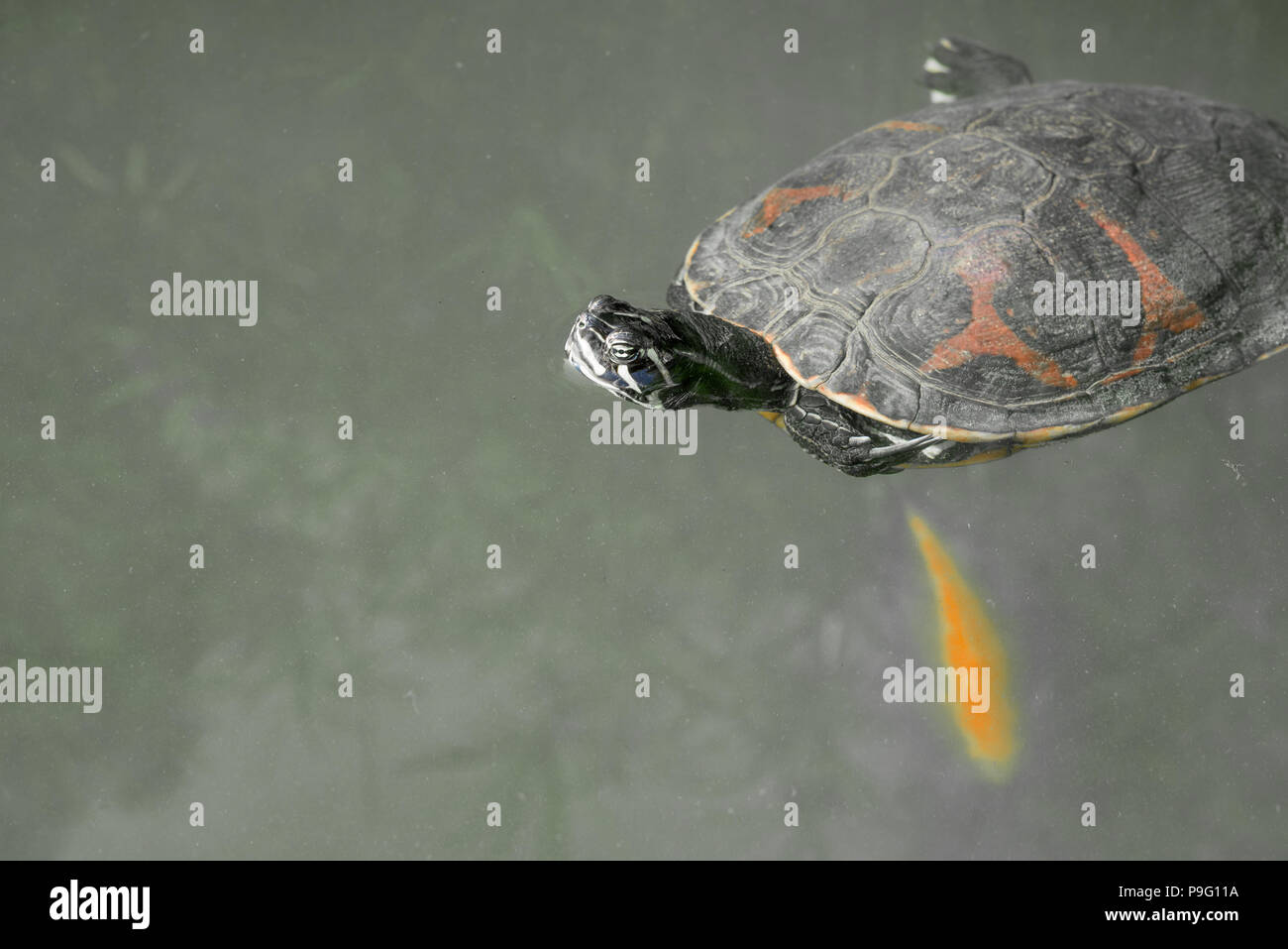 Red-Eared Slider Turtle swimming with goldfish Golden fish in a lake ...