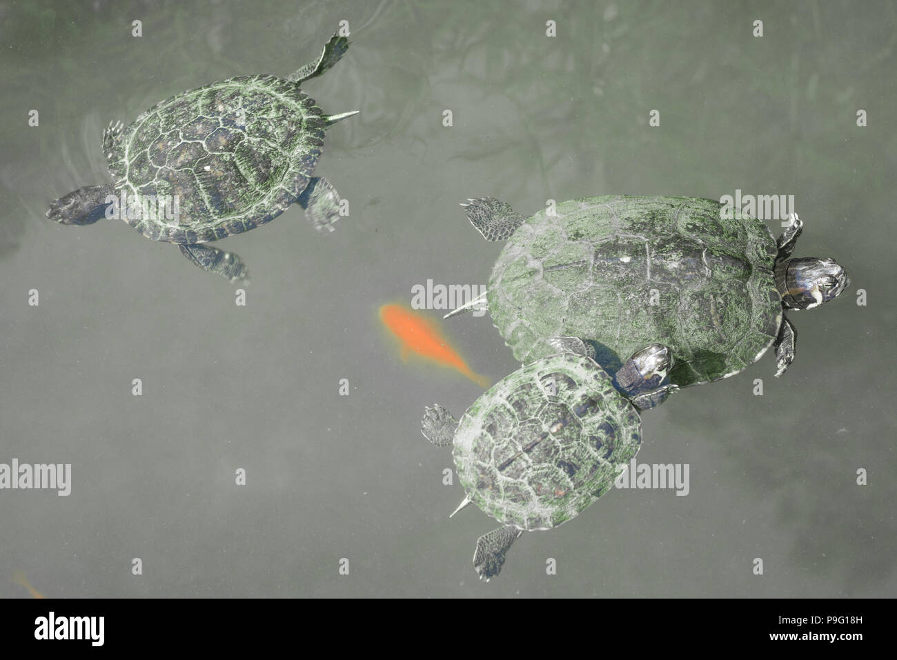 Terrapin fish hi-res stock photography and images - Alamy