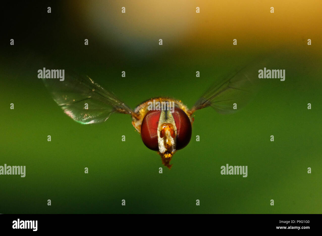 Flying insect wings flight hoverfly hi-res stock photography and images ...