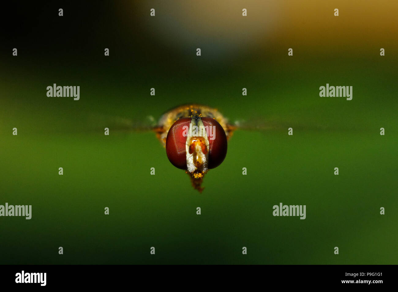 Flying insect wings flight hoverfly hi-res stock photography and images ...