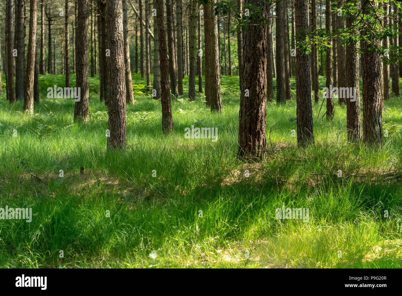 Kempen forest in Brabant, Netherlands, healthy walking in sunny day in ...