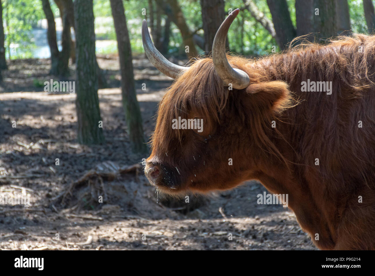 Big scottish brown hairy yak cattle close up Stock Photo - Alamy