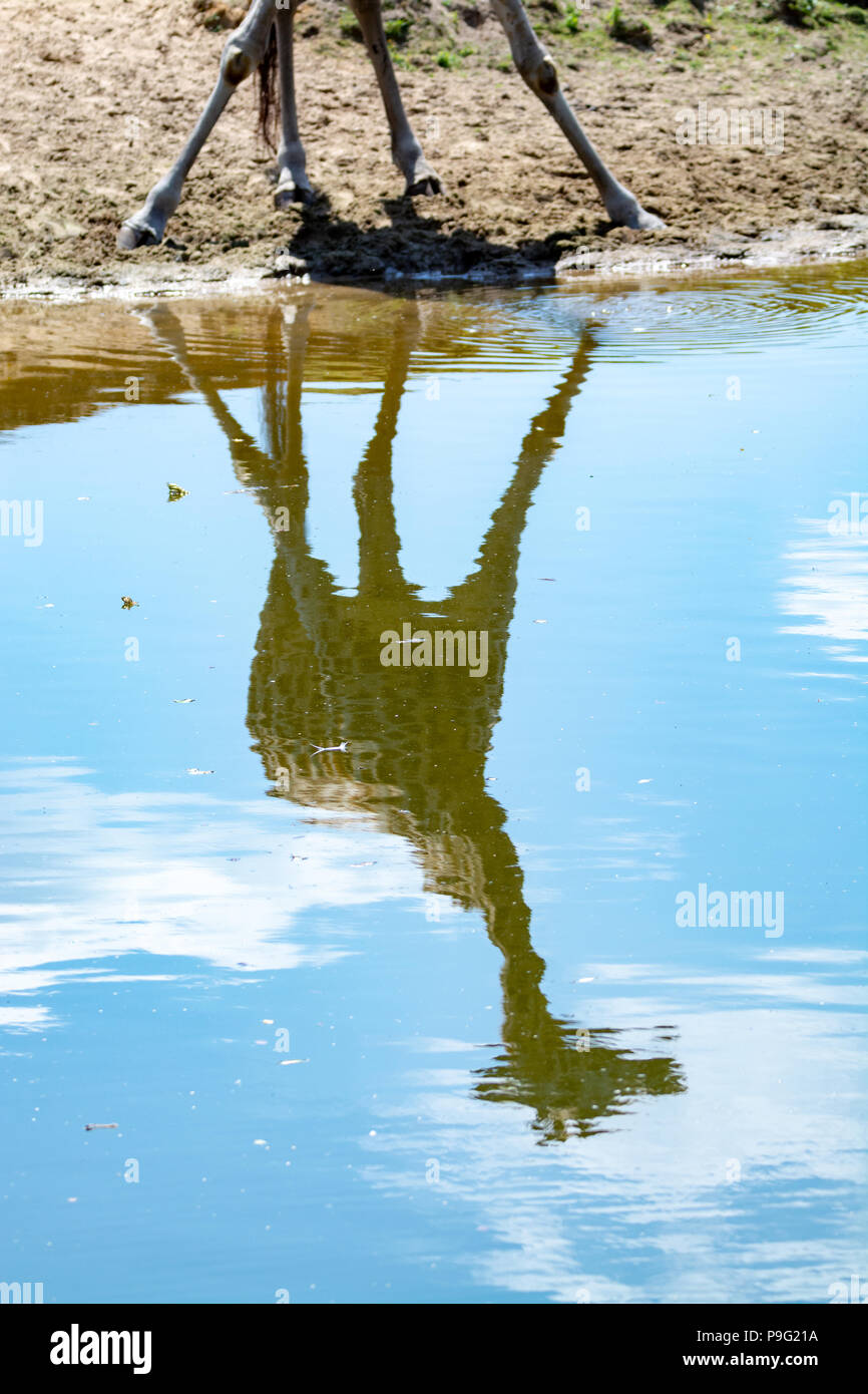 Giraffe animal drinking water from river in safari park with reflection ...