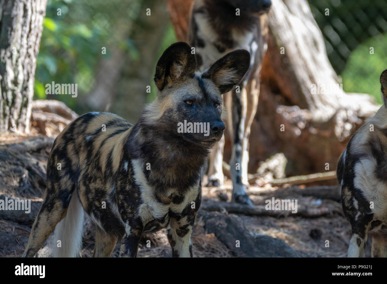 Spotted hyena (Crocuta crocuta), also known as the laughing hyena ...