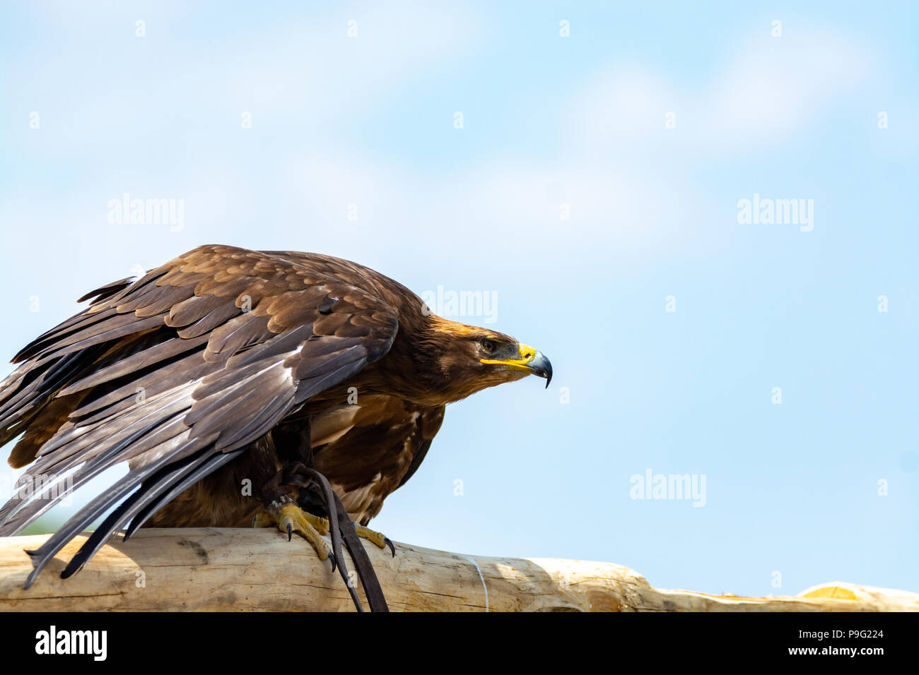 Golden eagle, Aquila chrysaetos, one of the best-known large birds of ...
