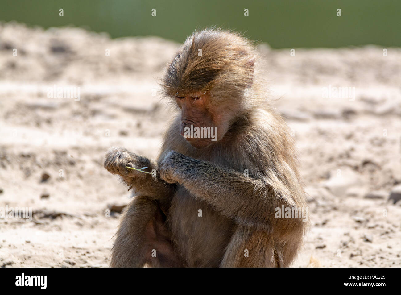 Adult eating bamboo leaves hi-res stock photography and images - Alamy