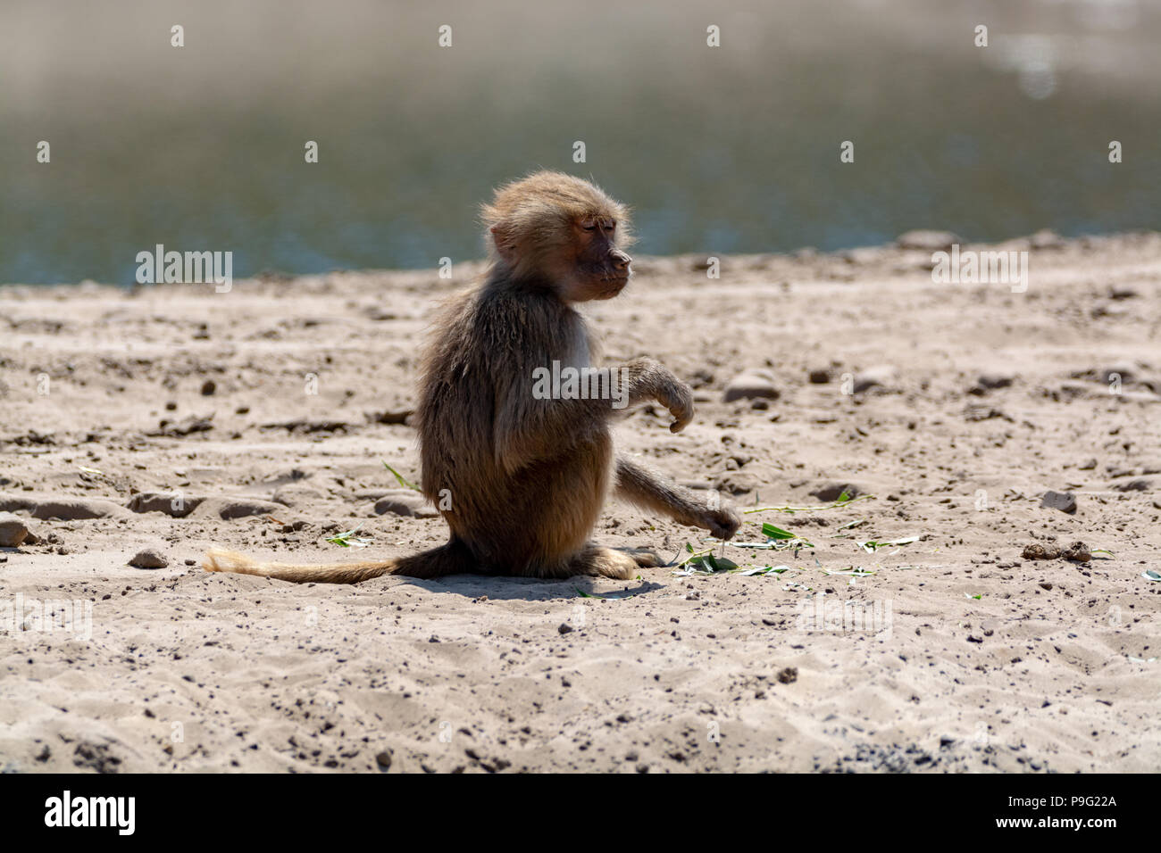 Young child olive baboon monkey sitting and eating bamboo leaves Stock ...