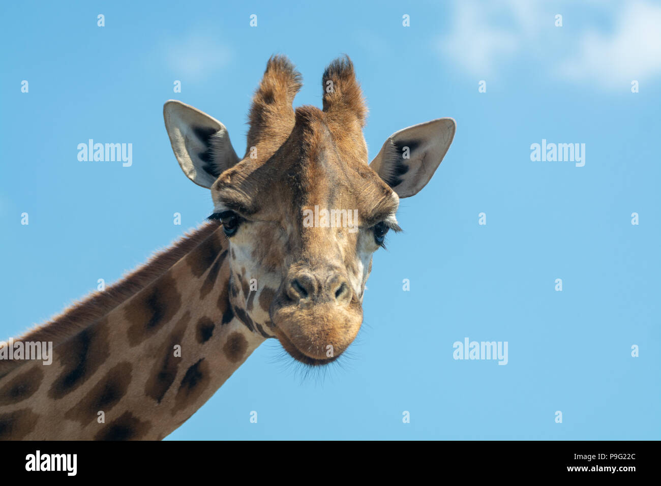 Portrait of funny looking giraffe animal only head and neck close up ...