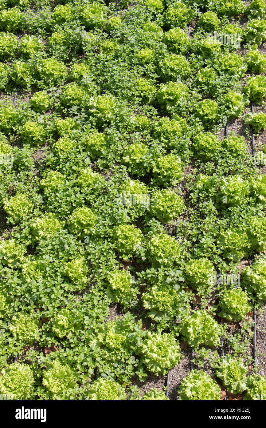 Growing sprouted agricultural crops in spring field Stock Photo - Alamy