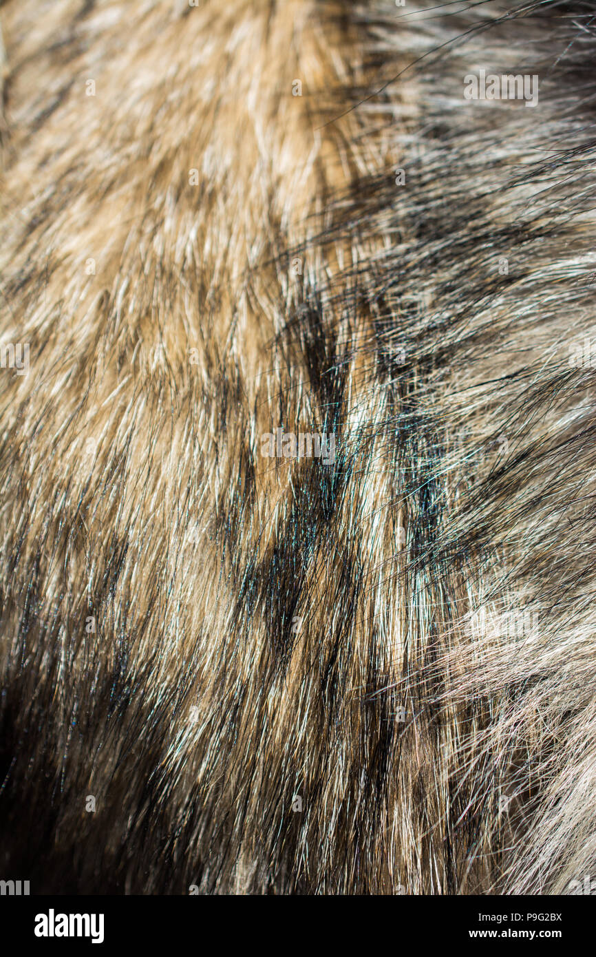 Decorative animal fur as a background texture Stock Photo - Alamy