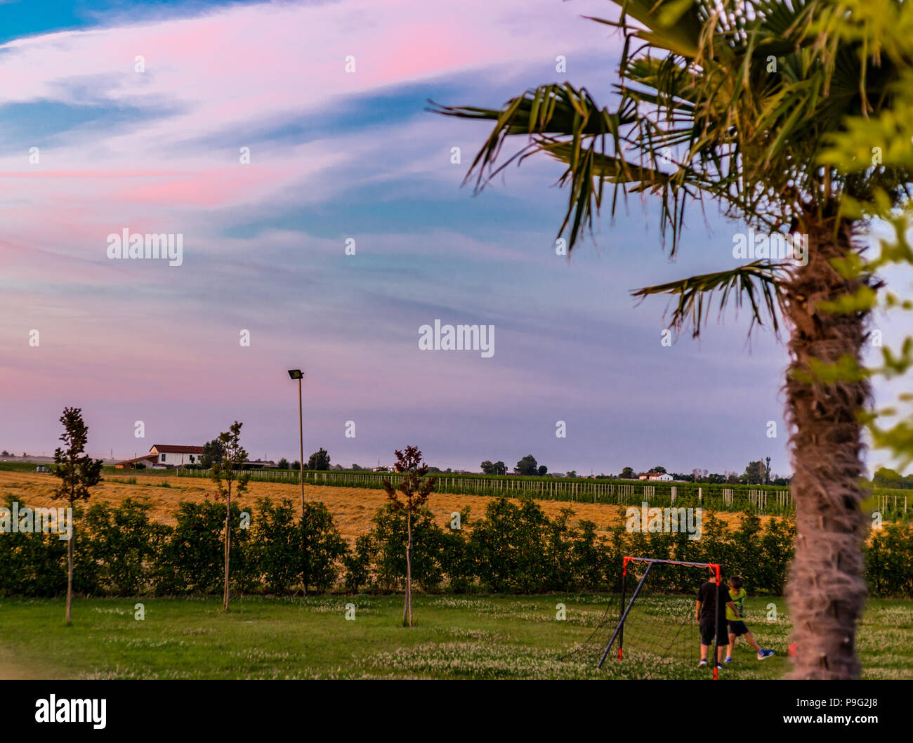 sunset tropical trees near fields in Italian countryside while kids are ...