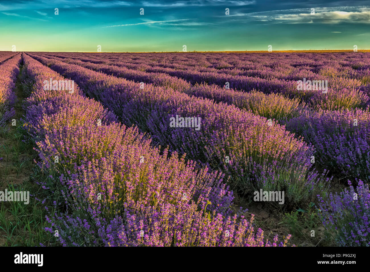 Moody lavender field hi-res stock photography and images - Alamy
