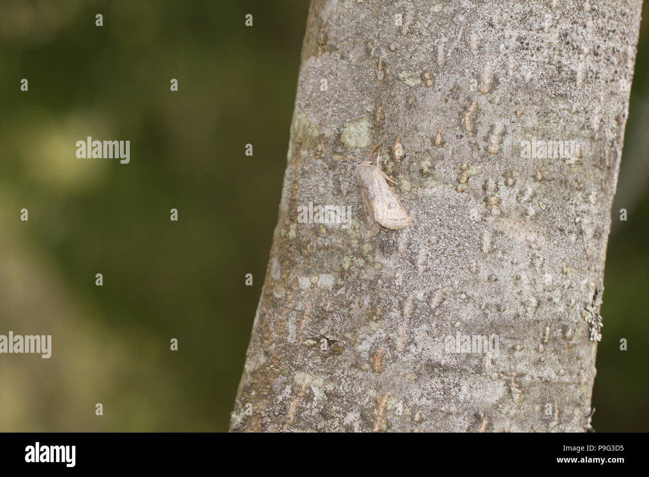 Powdered quaker hi-res stock photography and images - Alamy