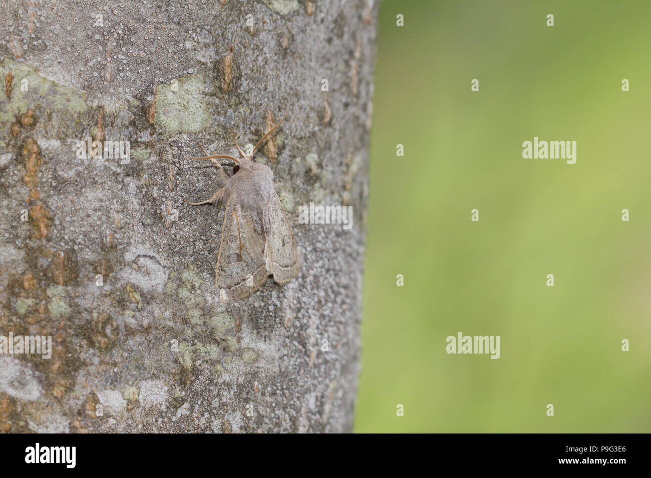 Powdered quaker hi-res stock photography and images - Alamy