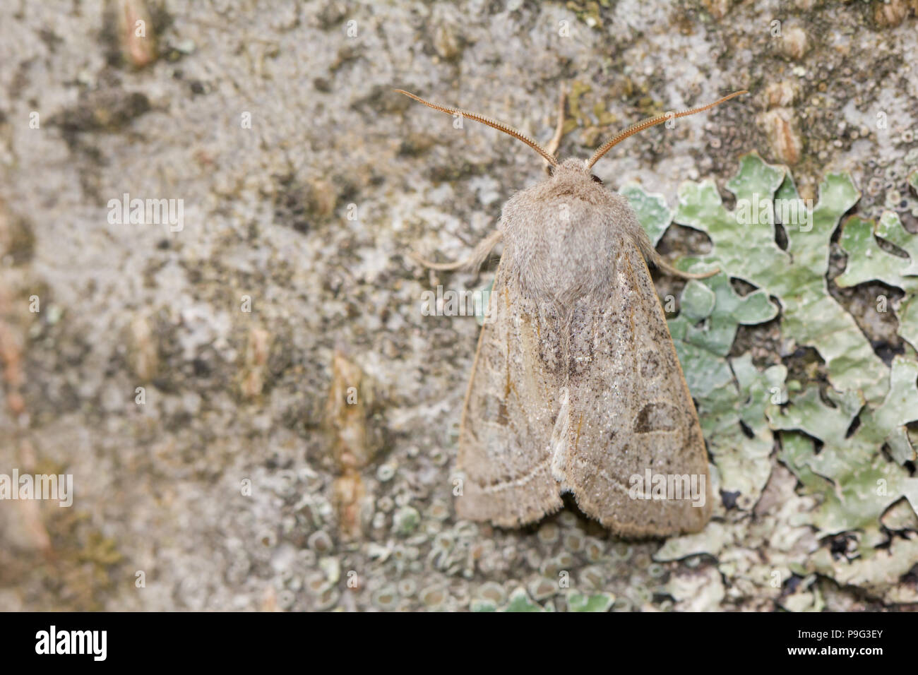 Powdered quaker hi-res stock photography and images - Alamy