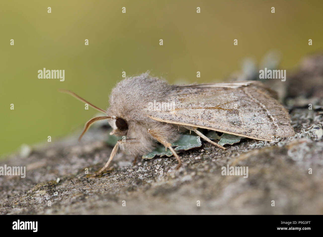 Powdered quaker moth Stock Photo - Alamy