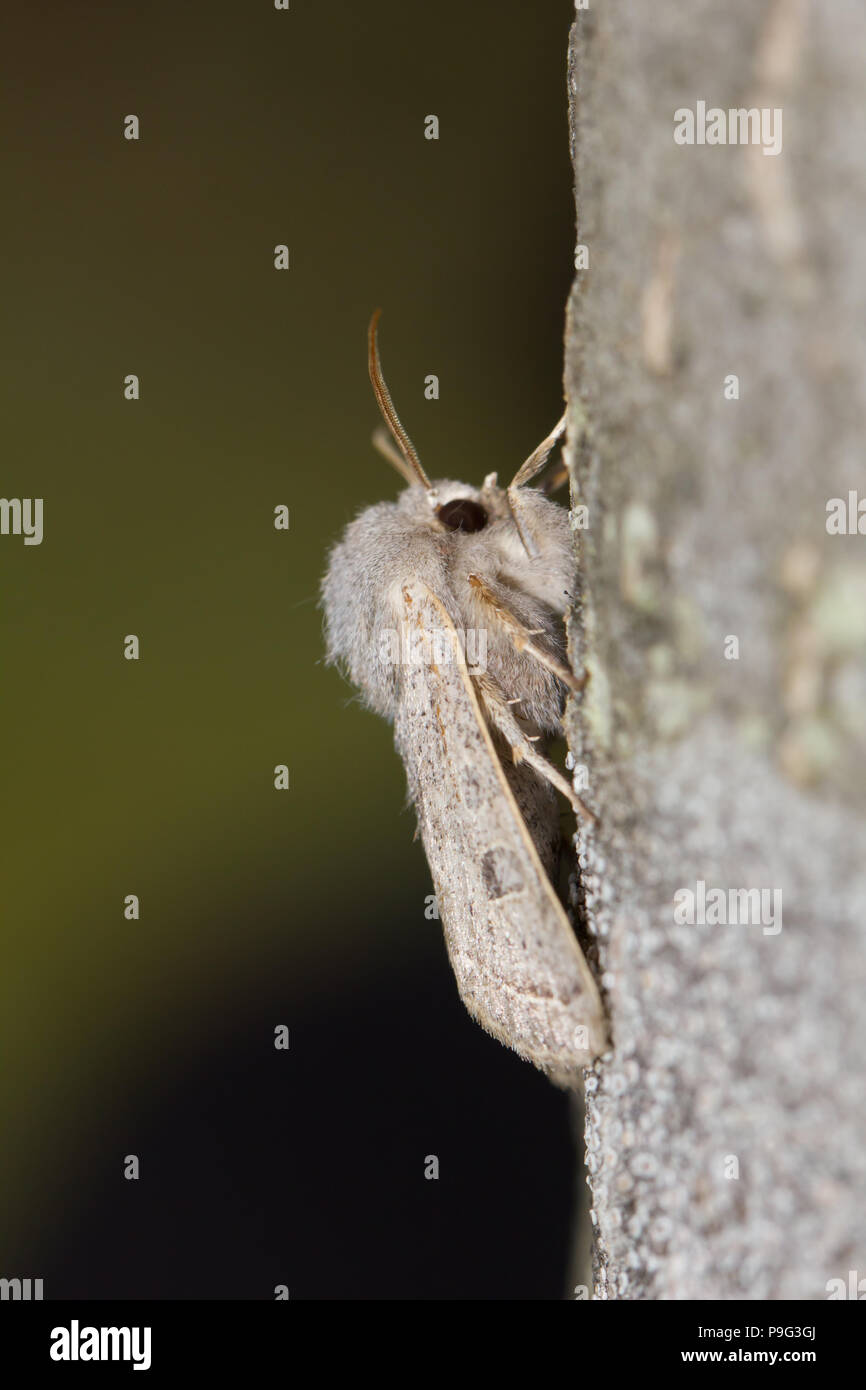 Powdered quaker moth Stock Photo - Alamy