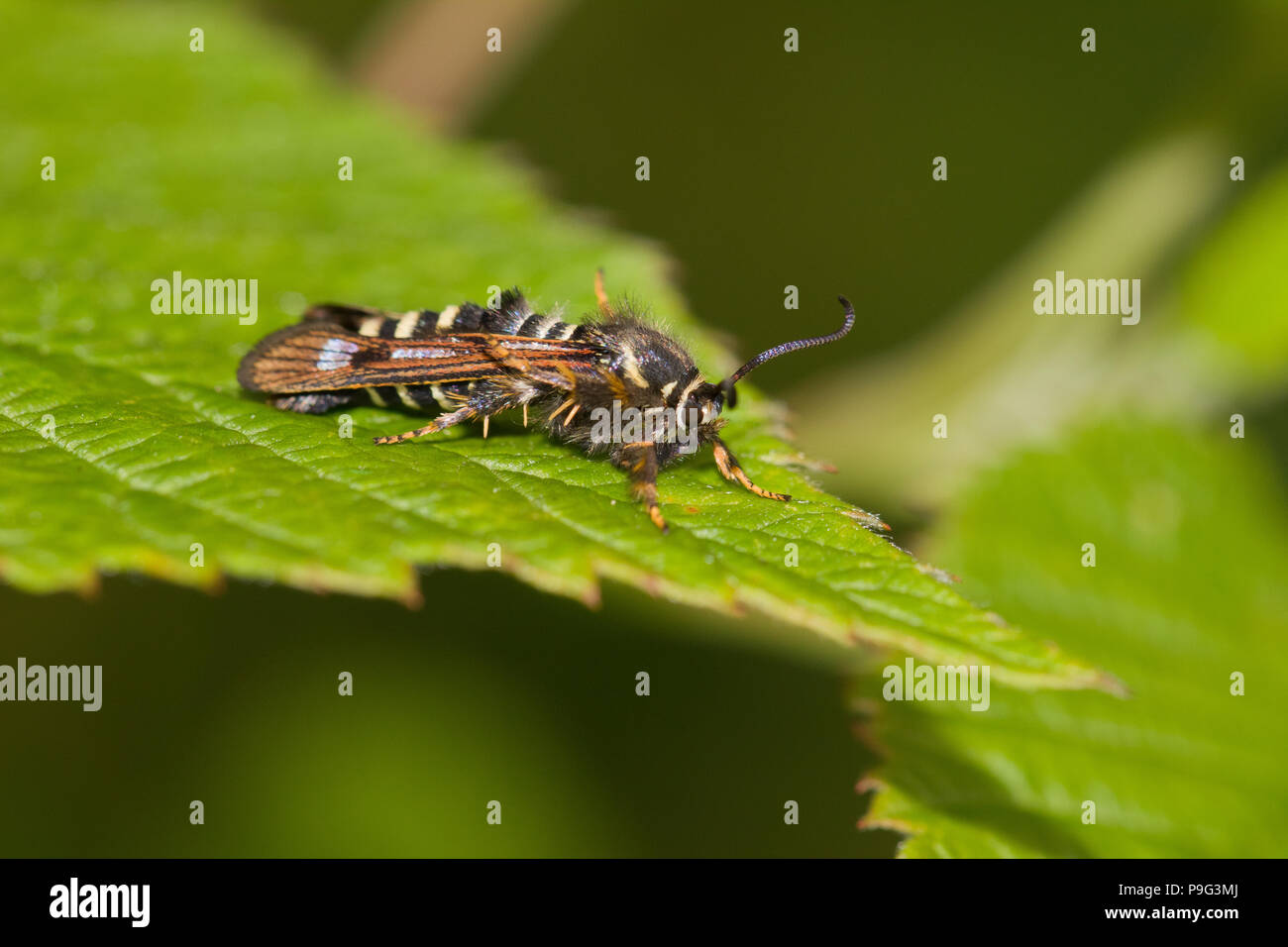 Raspberry clearwing moth Stock Photo - Alamy