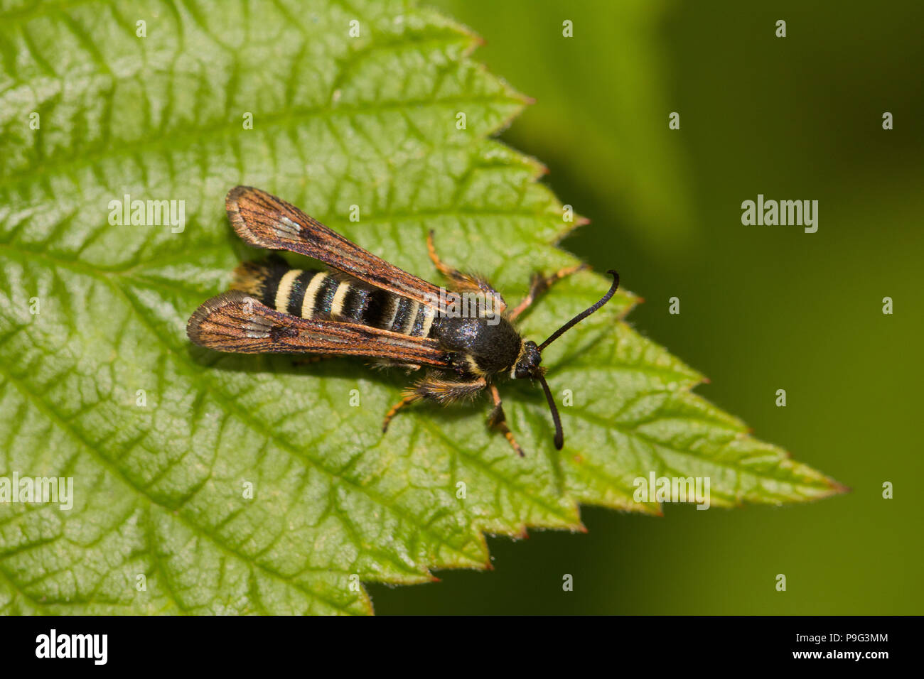 Raspberry clearwing moth Stock Photo - Alamy