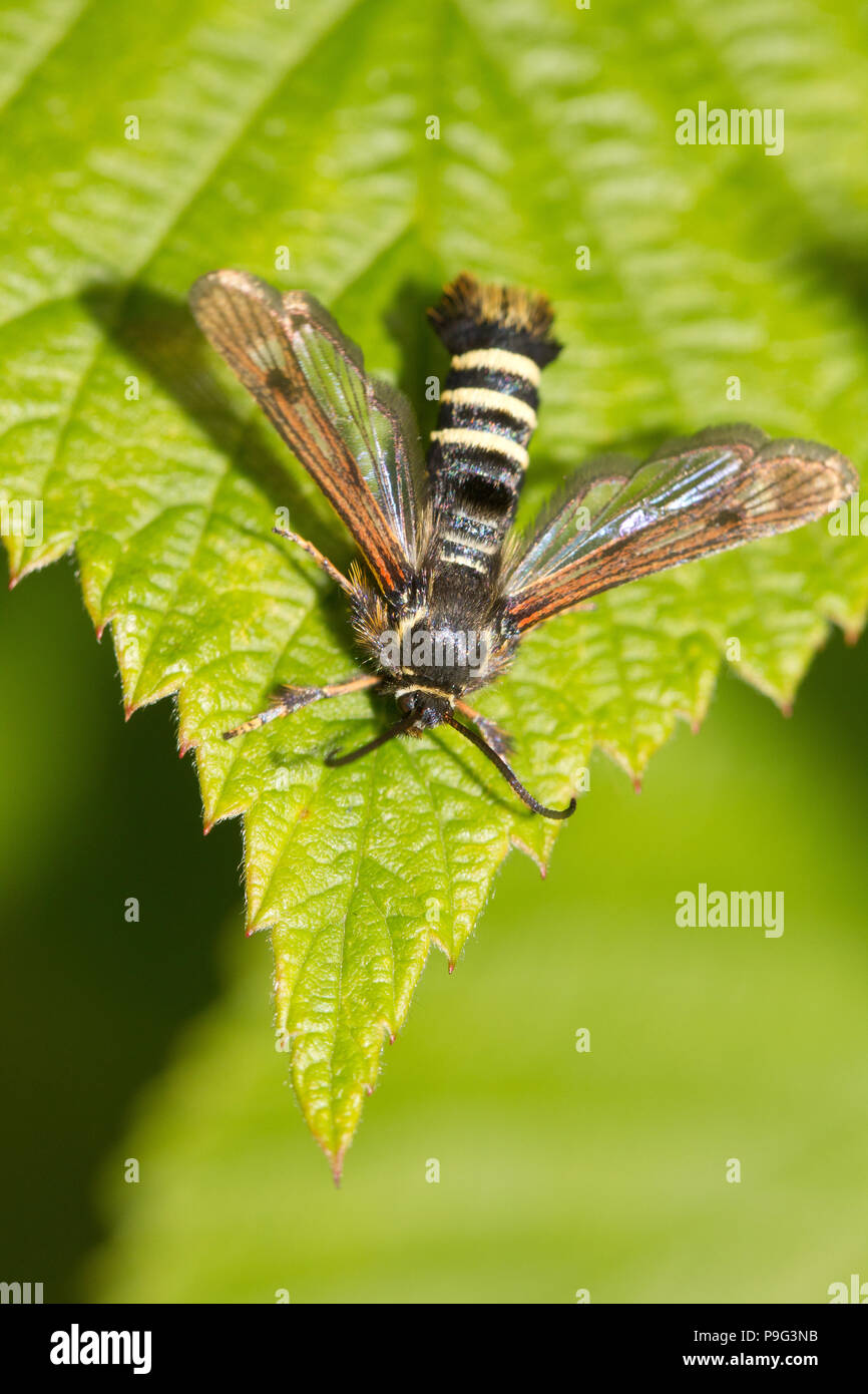 Raspberry clearwing moth Stock Photo - Alamy