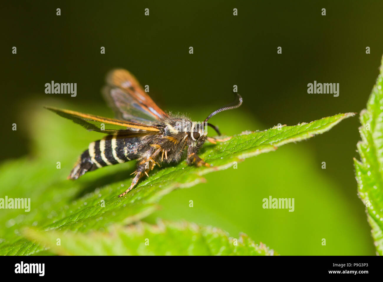 Raspberry clearwing moth Stock Photo - Alamy