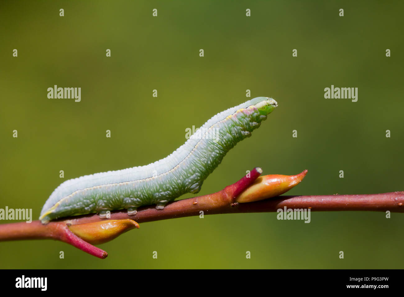 Prominent green moth hi-res stock photography and images - Alamy