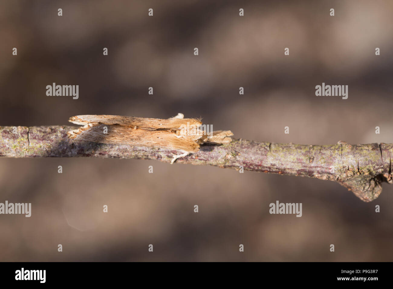Pale prominent moth Stock Photo - Alamy