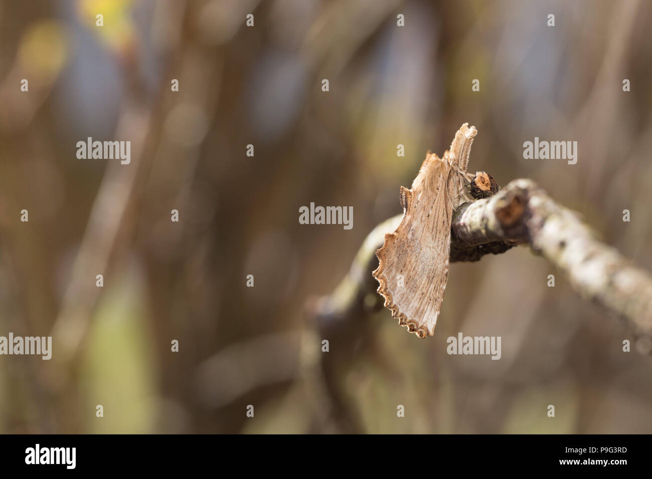 Pale prominent moth Stock Photo - Alamy