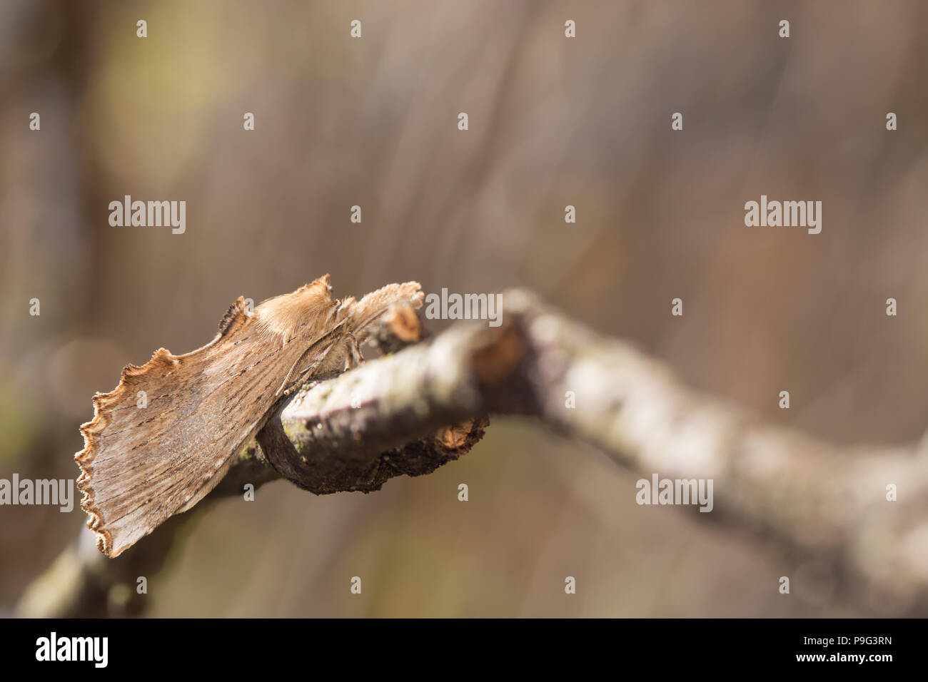 Pale prominent moth hi-res stock photography and images - Alamy