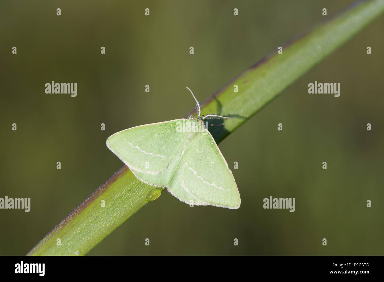 Grass emerald moth hi-res stock photography and images - Alamy