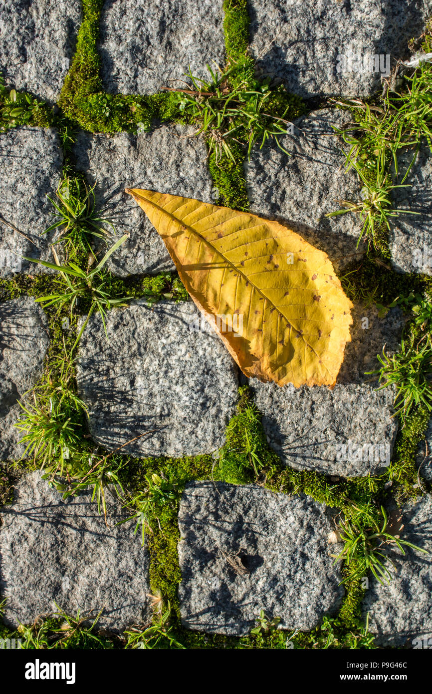 One separate dry leaf of Autumn times Stock Photo - Alamy