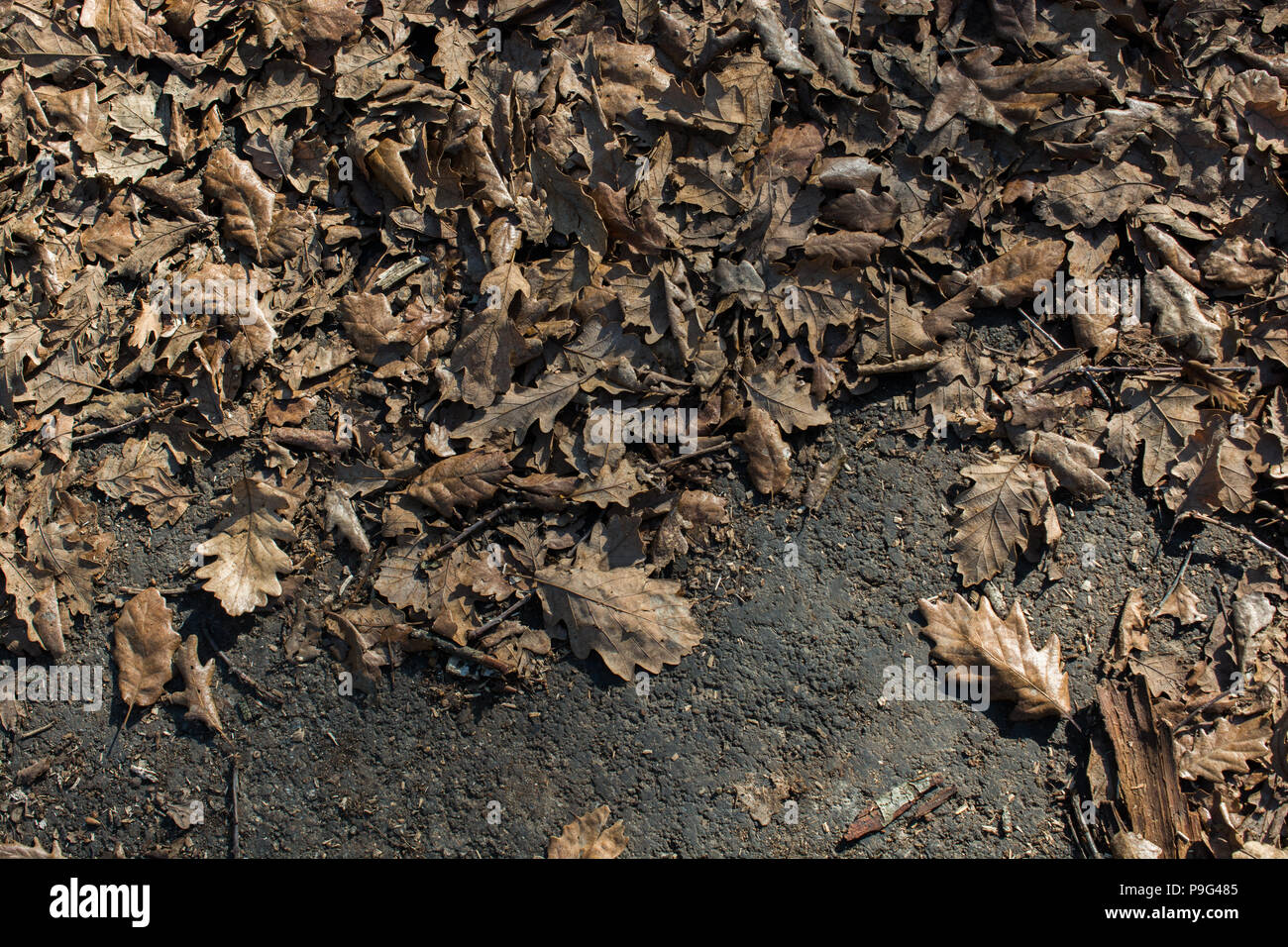 Texture background of autumn season with leaves Stock Photo - Alamy