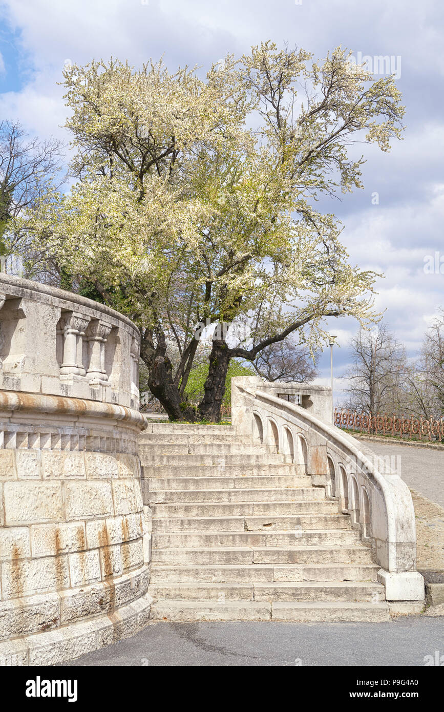 Beautiful Budapest in Spring. Gorgeous tree in full blum by the ...