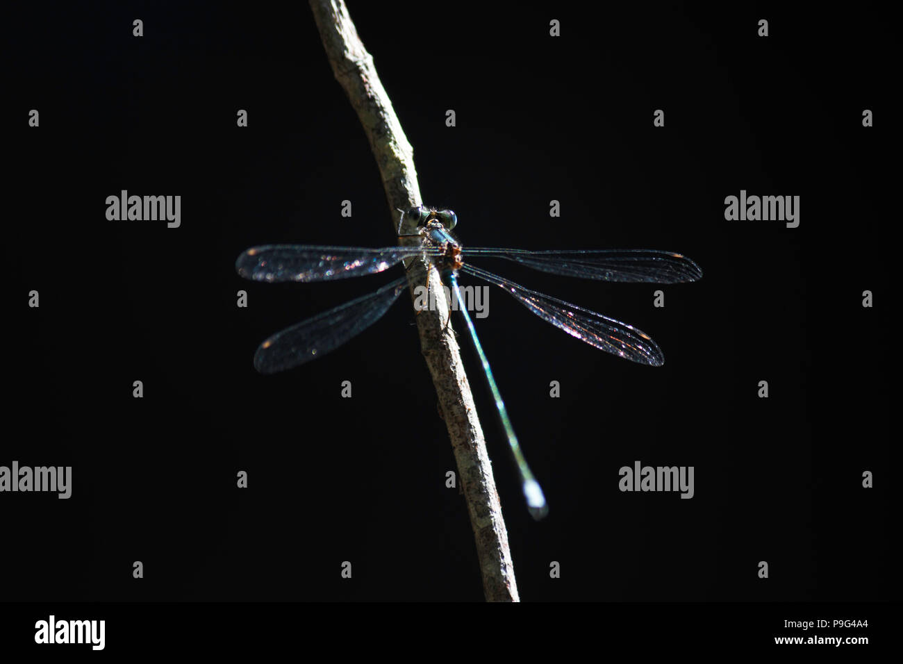 Lestes pallidus hi-res stock photography and images - Alamy