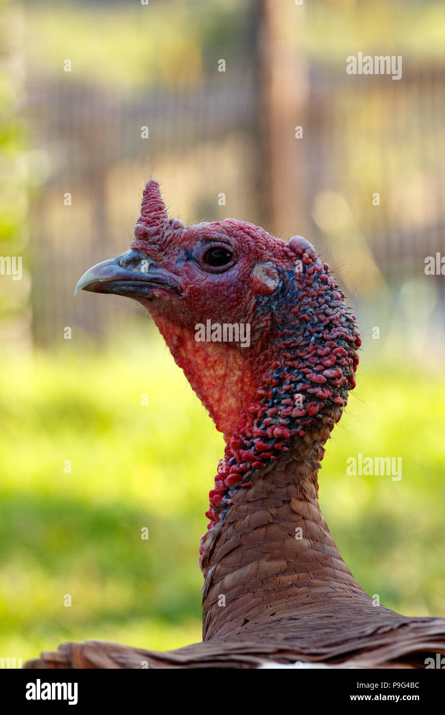 Turkey standing with his head turned to the side Stock Photo - Alamy