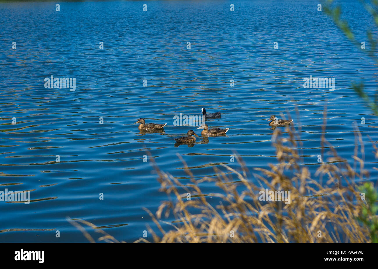 Duck with water running off bill hi-res stock photography and images ...