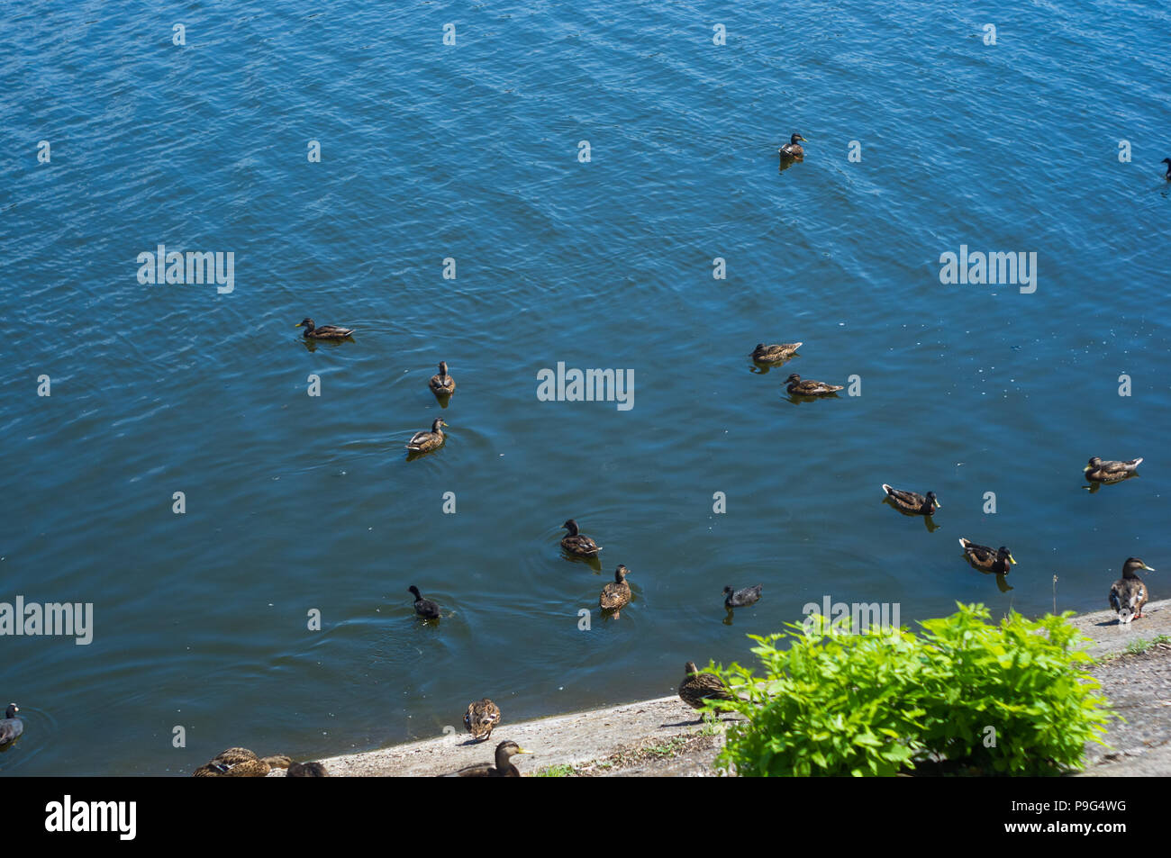 Duck with water running off bill hi-res stock photography and images ...