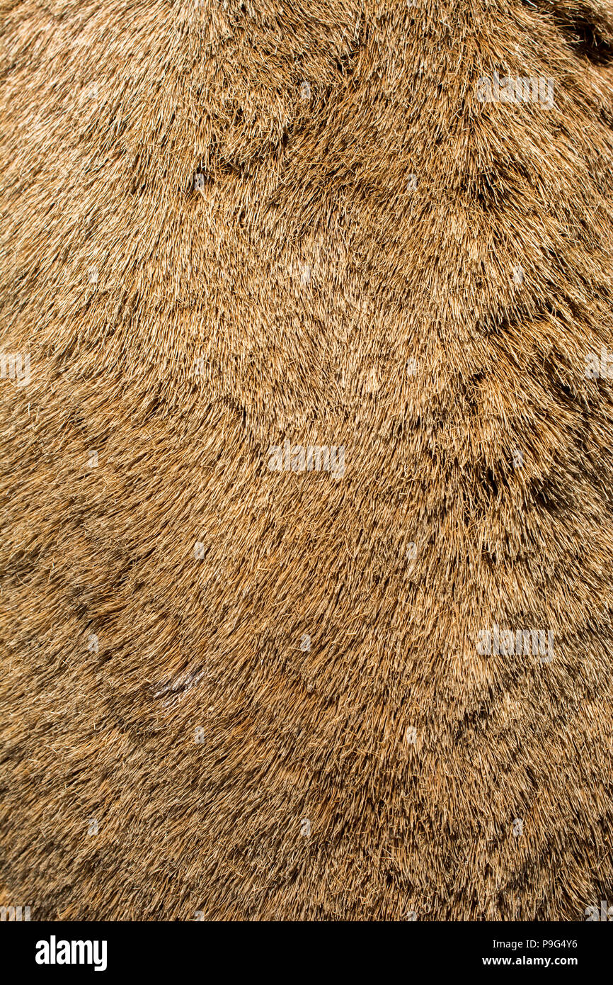 Decorative animal fur as a background texture Stock Photo - Alamy