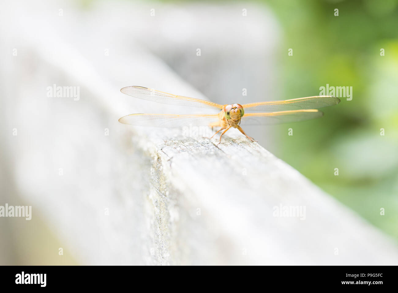 Front view of dragonfly, head detail Stock Photo - Alamy