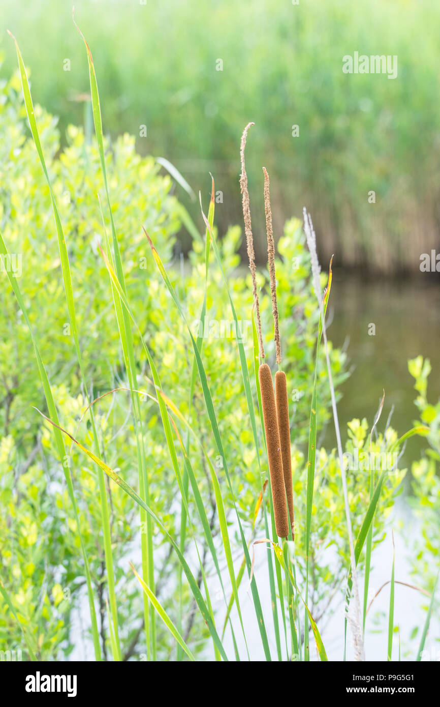Long brown cattails with warm colored vegetation in background, bright ...